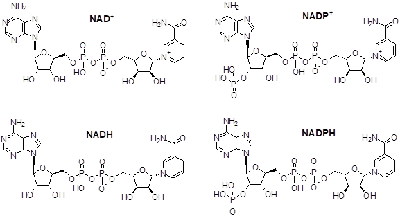 NAD/NADH and NADP/NADPH | AAT Bioquest