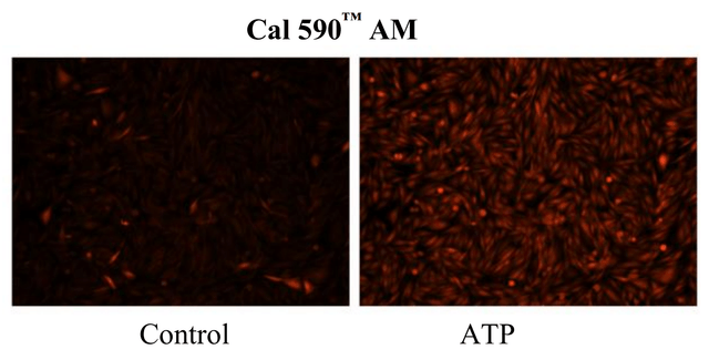 Cal-520 ® , Cal-590 ™, and Cal-630™ Calcium Detection Reagents | AAT ...