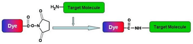 Fluorescent Oligonucleotide Labeling Reagents | AAT Bioquest