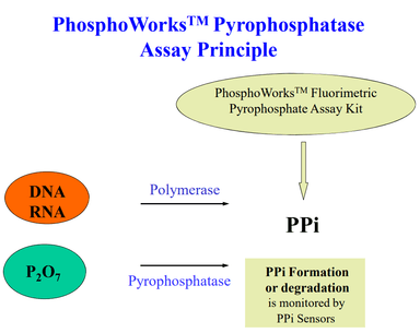 Selective Detection of Pyrophosphate Using a Fluorogenic Pyrophosphate ...