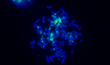 Fluorescent in situ hybridization (FISH) | AAT Bioquest