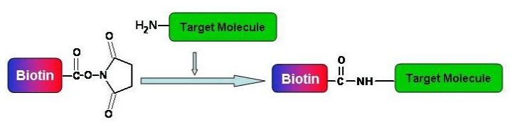 Biotin Labeling Molecules and Their Biological Applications | AAT Bioquest