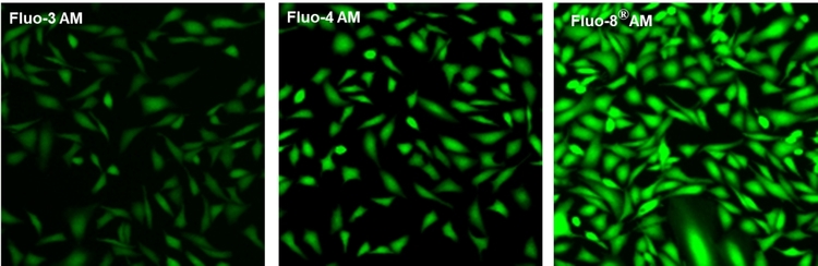 Fluo-8L™, AM | AAT Bioquest