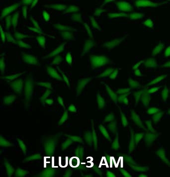 Fluo-8® Calcium Indicators | AAT Bioquest