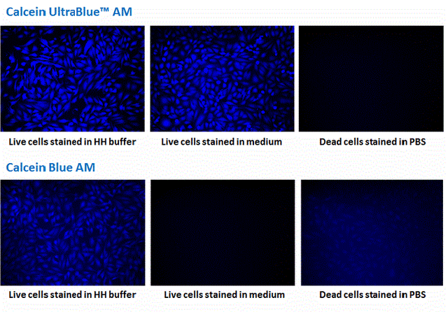 Calcein-Based Cell Viability Assays | AAT Bioquest