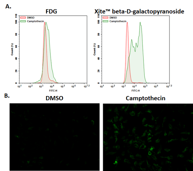 Fluorescent Detection of Cell Senescence For Flow Cytometry and Imaging ...