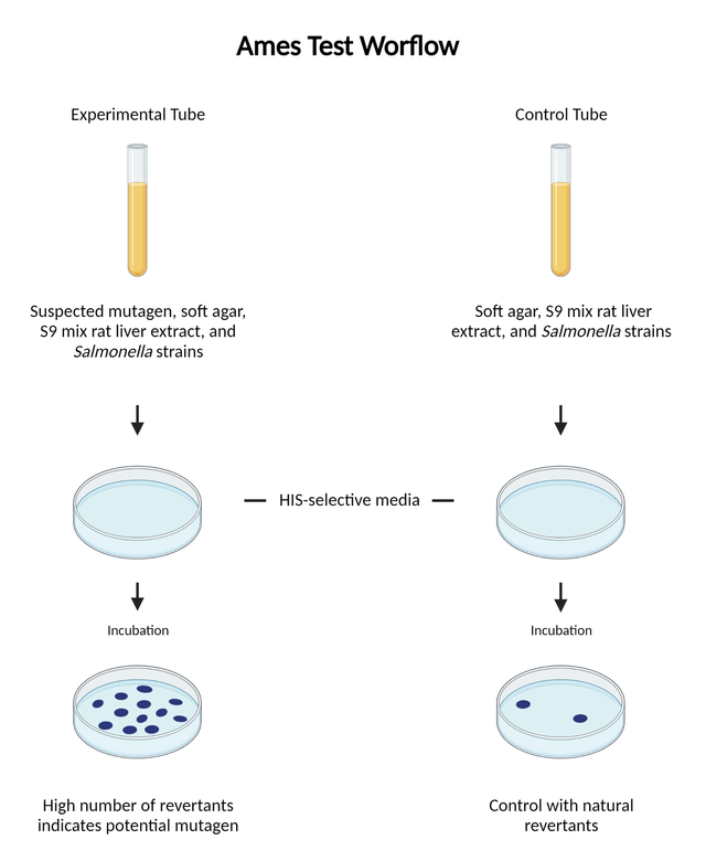 Ames Test Protocol | AAT Bioquest