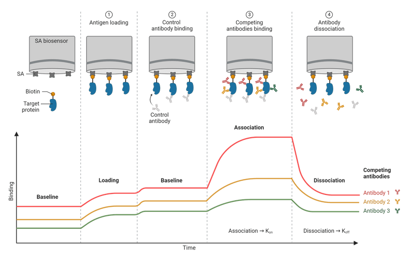 Basics of Biolayer Interferometry (BLI) | AAT Bioquest