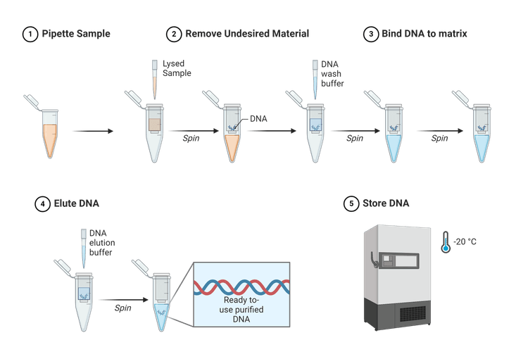 Experimental Protocol For Dna Extraction Aat Bioquest