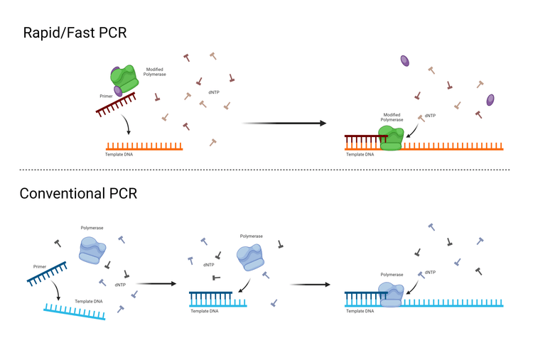 Principles of 'Fast' PCR | AAT Bioquest