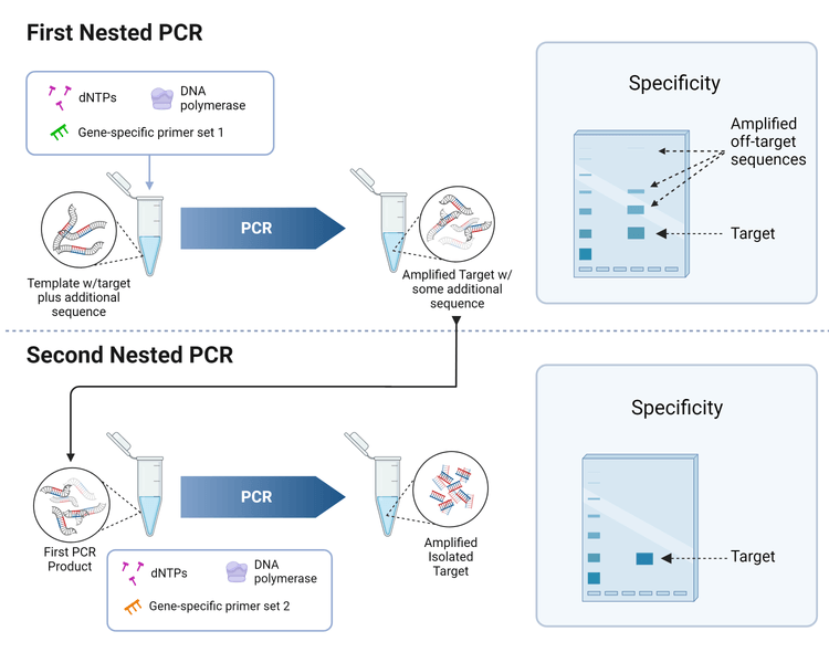 Advantages & Limits of Nested PCR vs. Standard PCR | AAT Bioquest