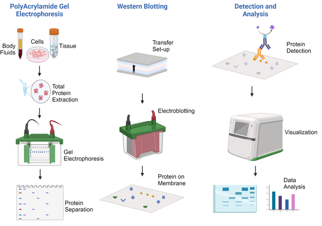 Experimental Protocol for Western Blotting | AAT Bioquest