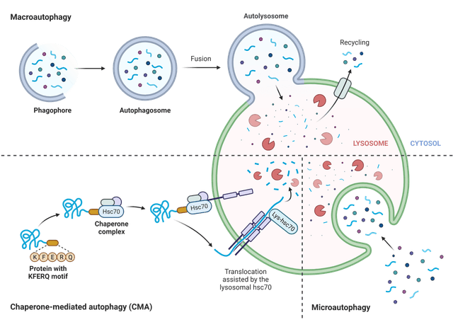 Autophagy | AAT Bioquest