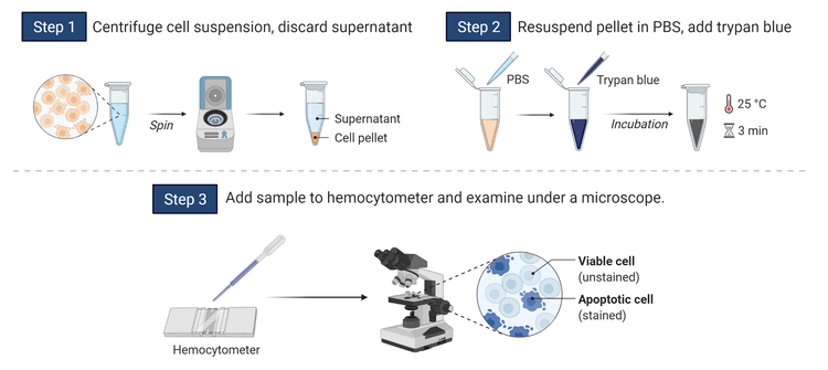 Cell Viability Assays | AAT Bioquest