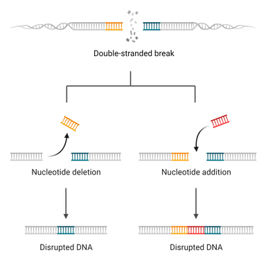 Genome Editing & CRISPR | AAT Bioquest