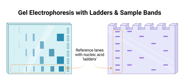 DNA & RNA Markers and Ladders | AAT Bioquest