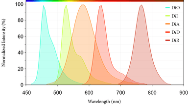 Plasma Membrane | AAT Bioquest
